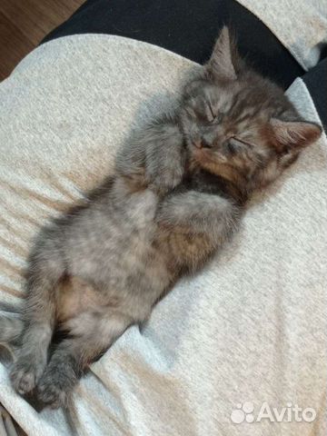 Котёнок-девочка ищет родителей