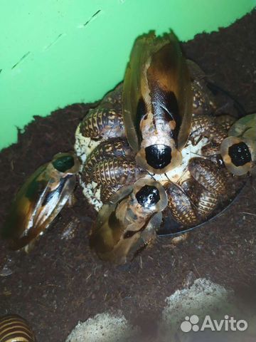 Blaberus craniifer. Тараканы мёртвая голова