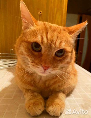 Кот Рыжий Русик Спасение Глухой кот