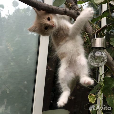 Мужичек сибирячек