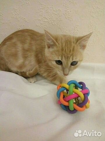 Упитанный мальчик персико песочного окраса