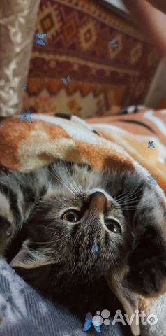 Кот