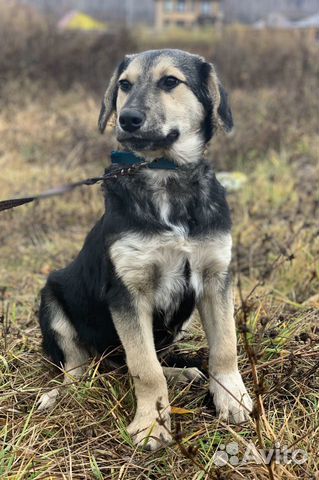 Собаки бесплатно