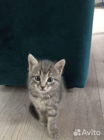 Котенок