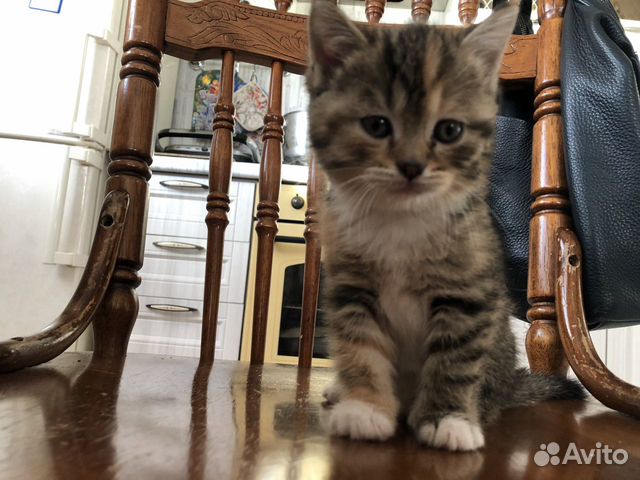 Котята митисы