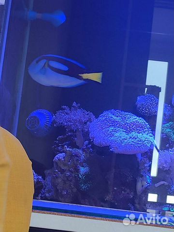 Хератус, Хирург голубой королевский