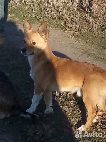 Поиск дома собакам