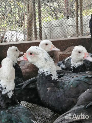 Продам индоуток