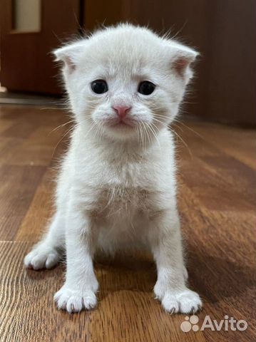 Шотландский вислоухий котенок