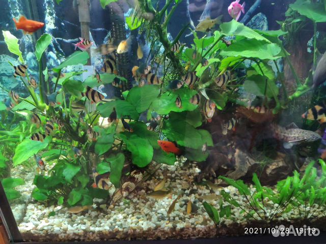 Аквариумные рыбки,креветки