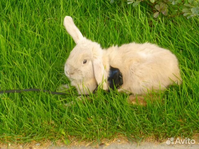 Декоративный кролик Вася