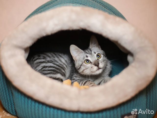 Гарик, малыш, 3,5 месяца