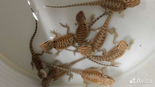 Бородатая агама