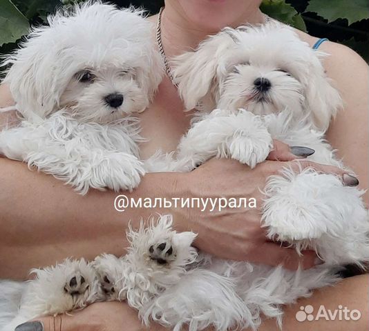 Мальчик Мальтезе