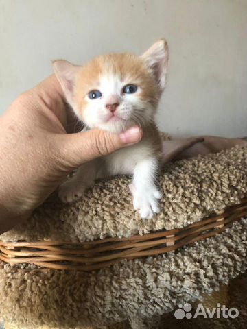 Девочка Морковка