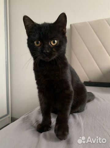 Добрая и ласковая кошечка 4 месяца