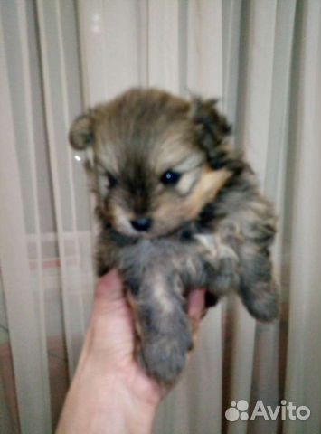 Щенок Помиранского Шпица