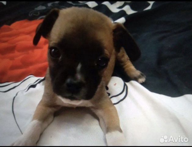 Щенок помесь