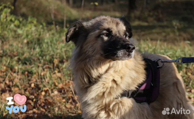 Маленькая собака ищет дом