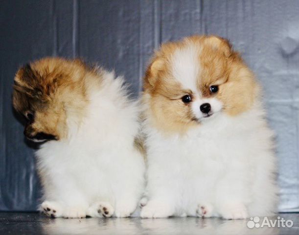 Померанец, мальчик бело-рыжий, 2 мес