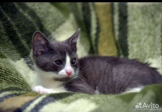 Котёнок Гарик 2,5мес