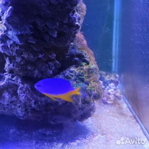 Хризиптера