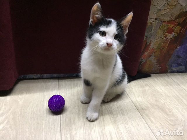 Котенок, девочка, ласковая, 1,5 месяца