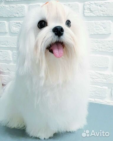 Щенок мальтезе