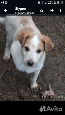 Щенок в добрые руки бесплатно