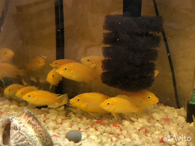 Лабидохромис еллоу