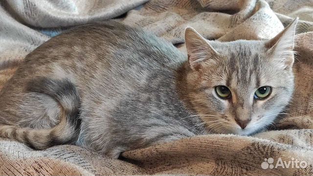 Котенок- девочка Нора в добрые руки