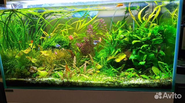 Растения для аквариума