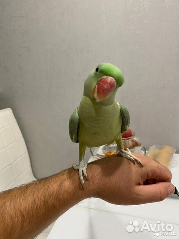Александрийский попугай