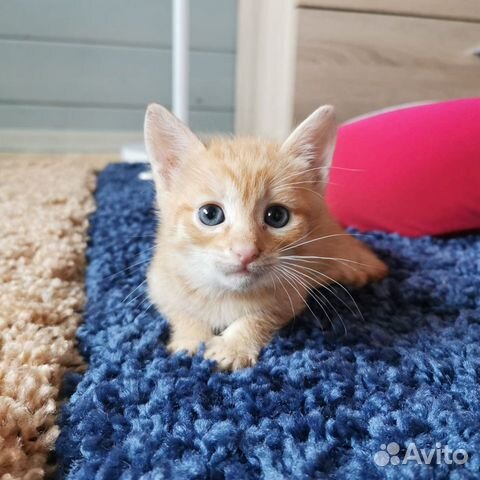 Котята в добрые руки (домашние, приучены к лотку)