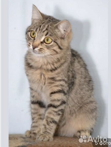 Котенок Мироша