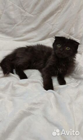 Черная вислоушка(пушистая)