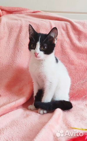 Котенок Бантик