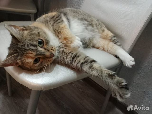 Трехцветная нежная кошечка