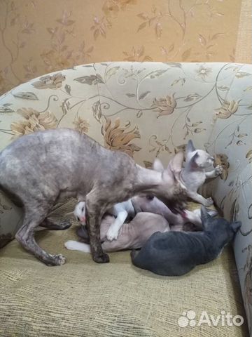 Продаю котят