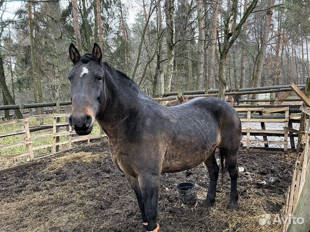 Кобыла тяжеловоз