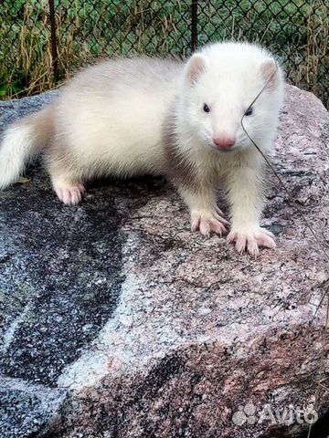 Мраморный хорюня