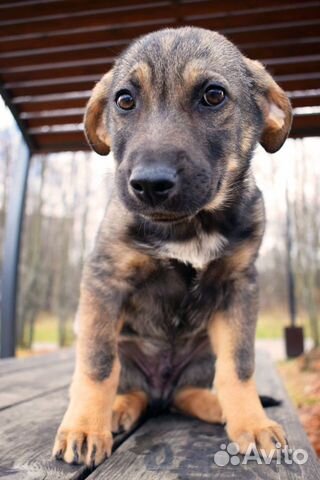 Щенок 3 мес Гектор