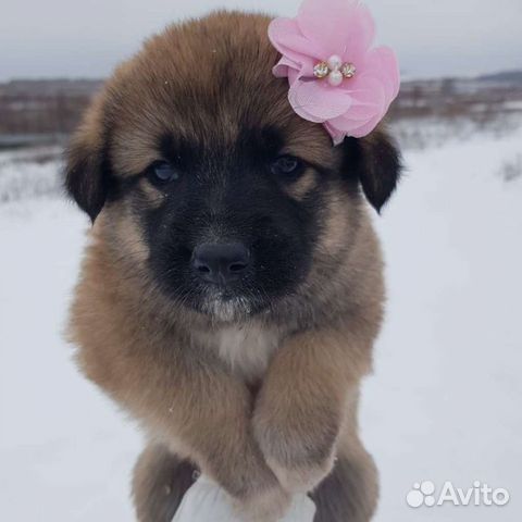 Щенки в добрые руки