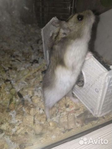 Продаю хомяка девочку