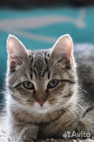 Котенок мальчик красивого окраса