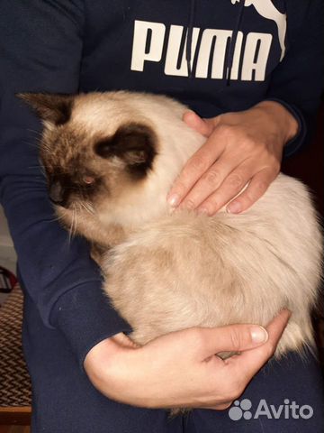 Отдам в добрые руки невского маскарадного кота