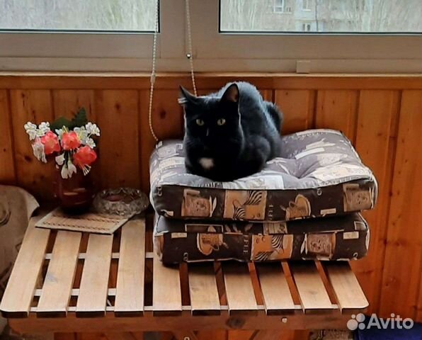 Багира в поиске семьи