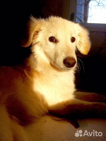 Щенок в добрые руки