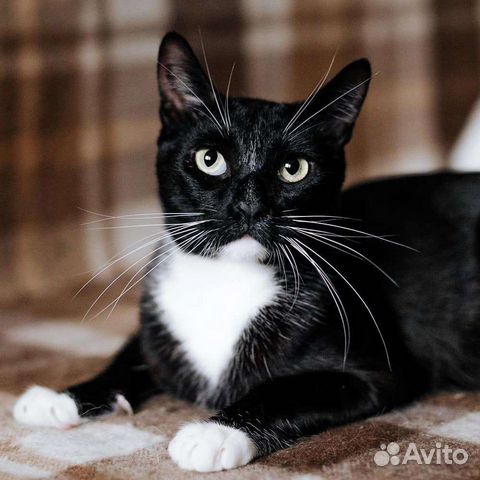 Ласкучий котик Бетмен