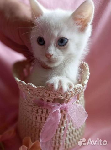 Белоснежный котёнок Белка